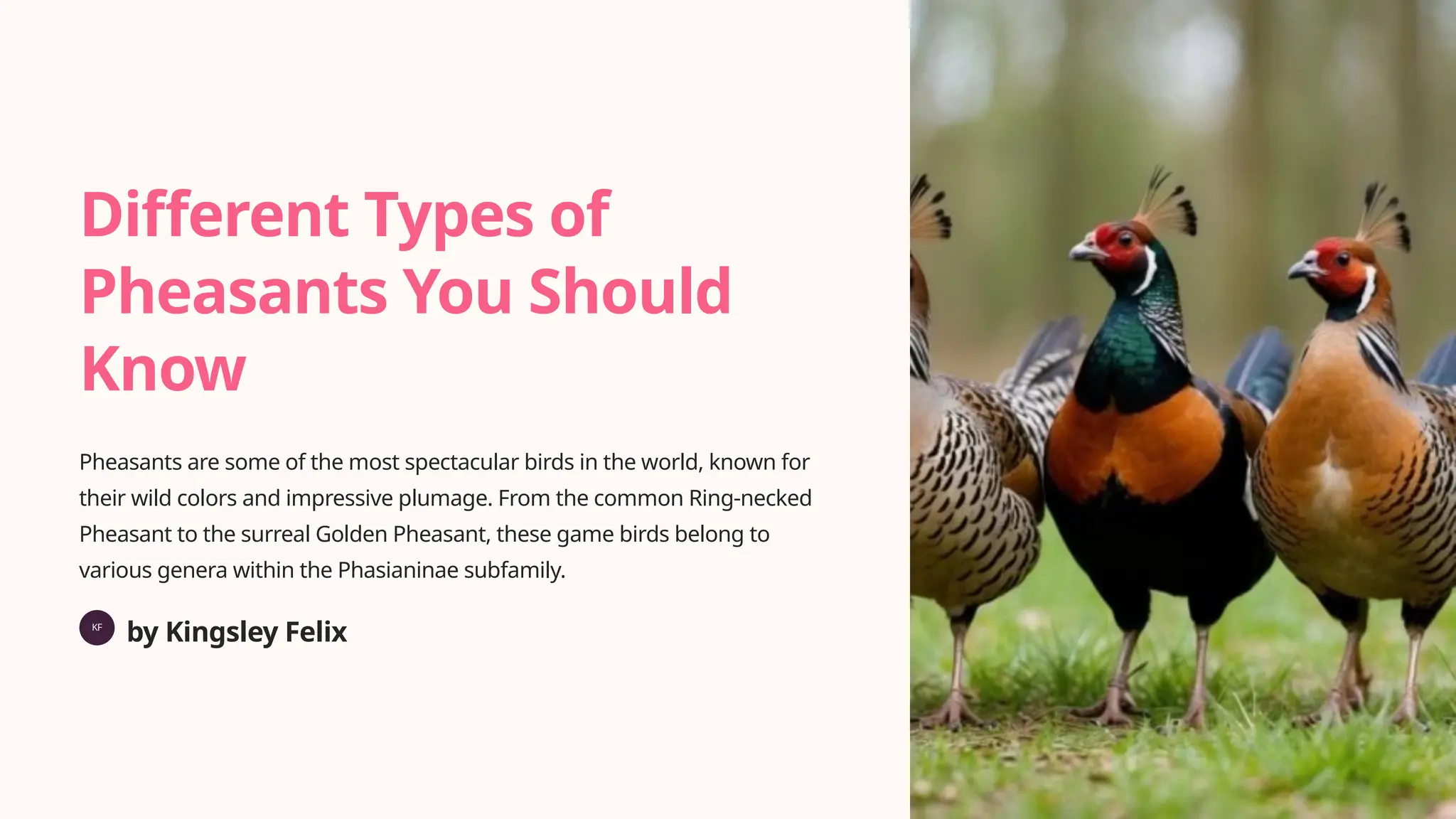 Different Types of Pheasants | PPTX