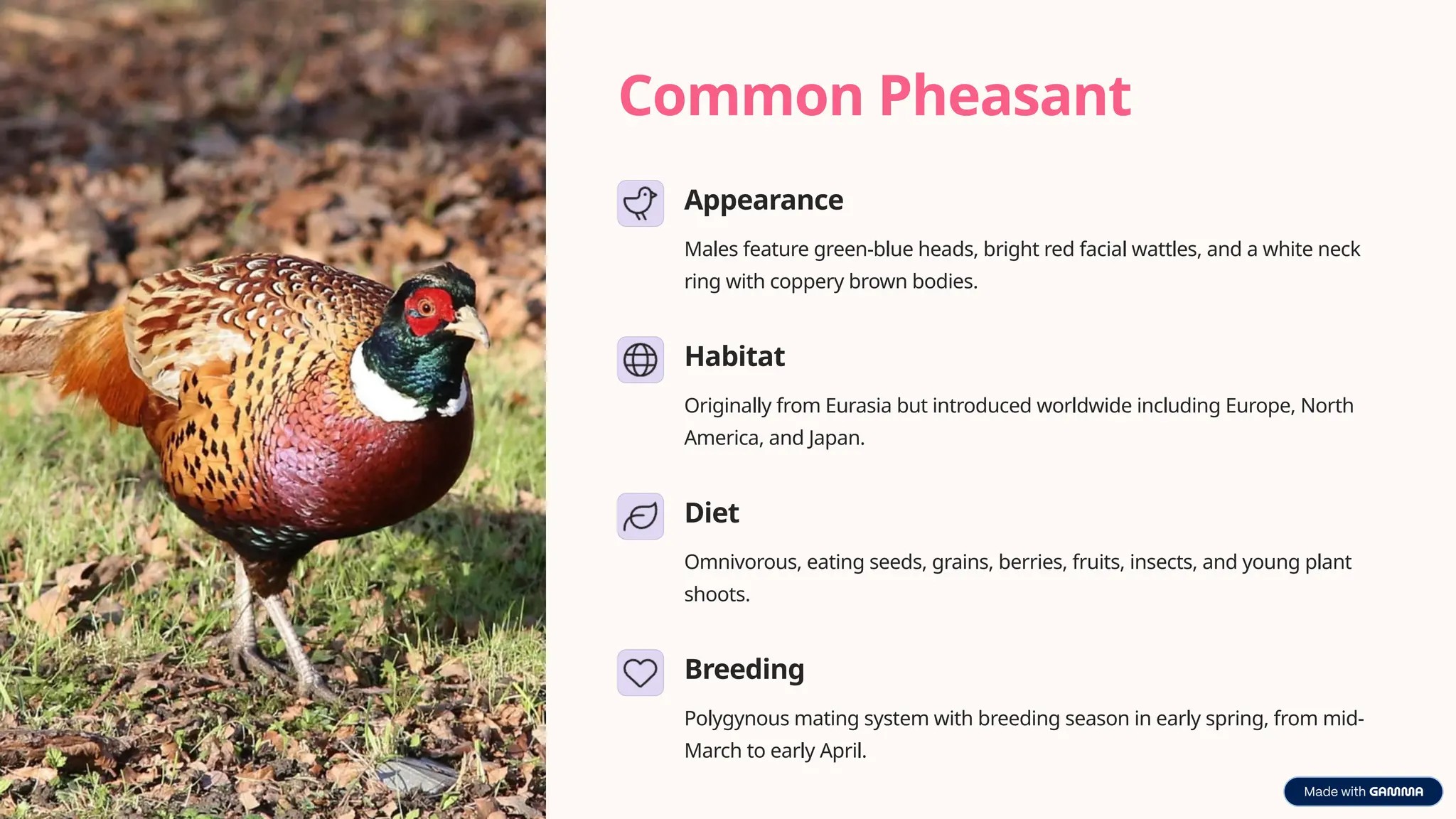 Different Types of Pheasants | PPTX