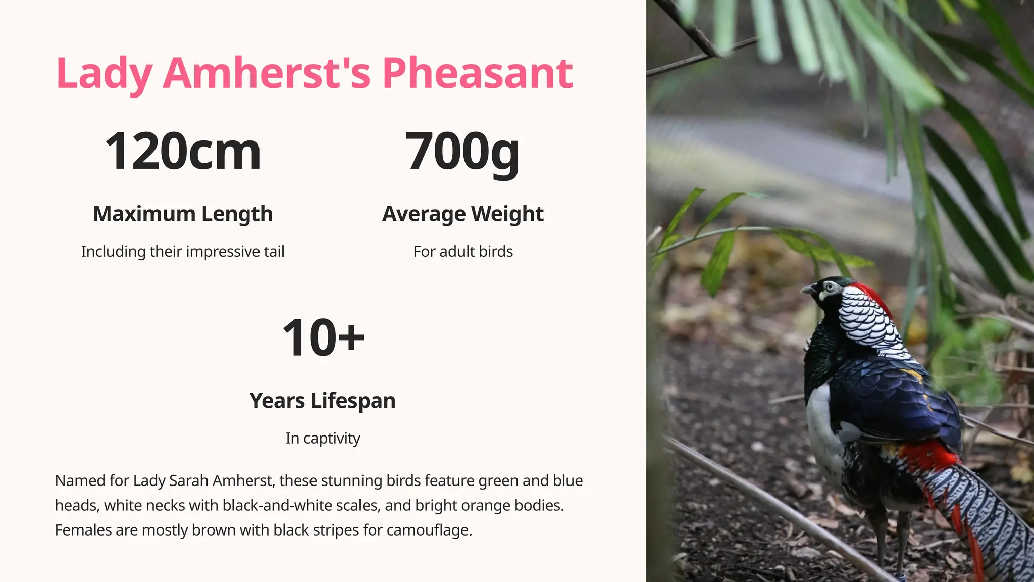 Different Types of Pheasants | PPTX