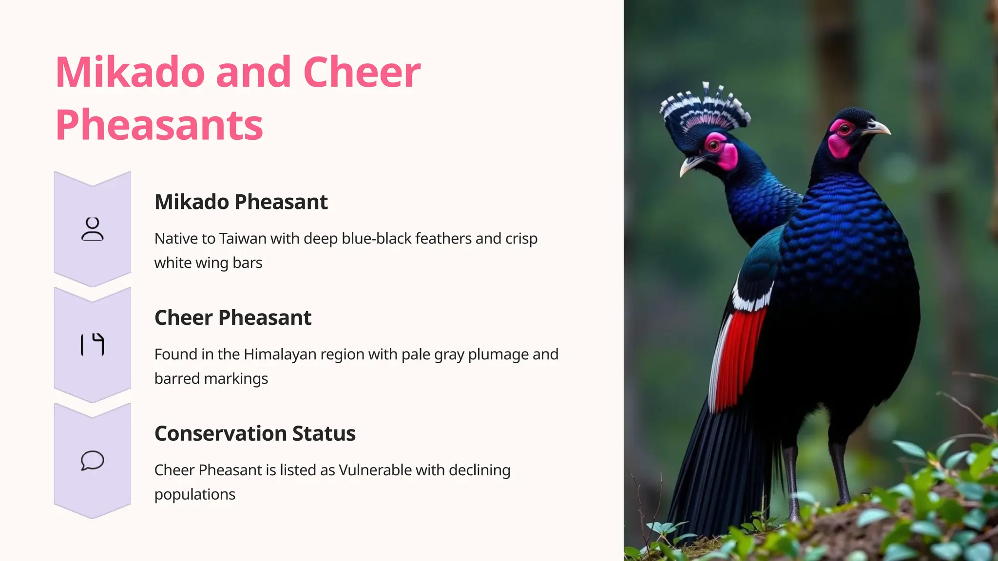 Different Types of Pheasants | PPTX