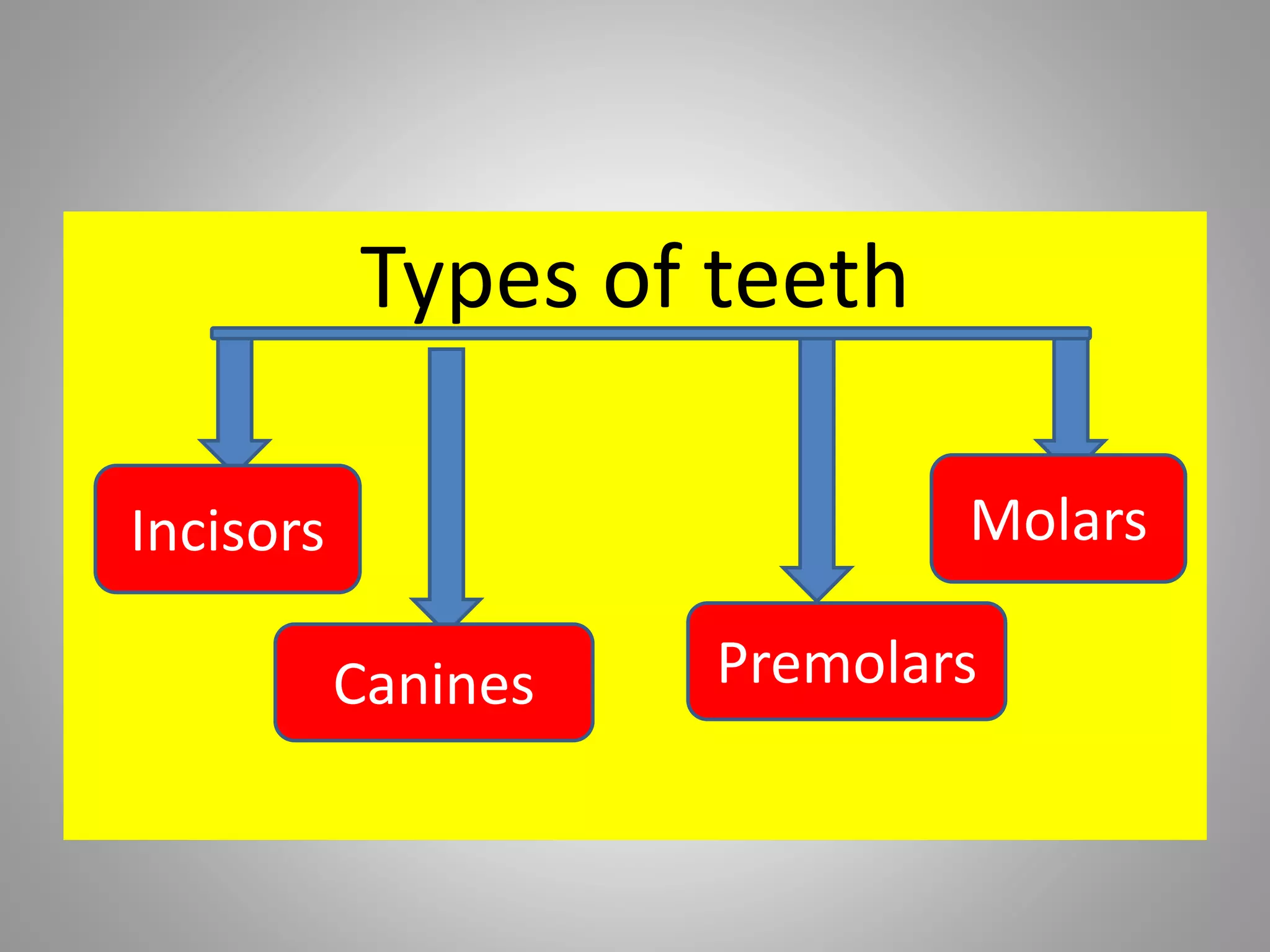 Different types of teeth and their functions | PPTX