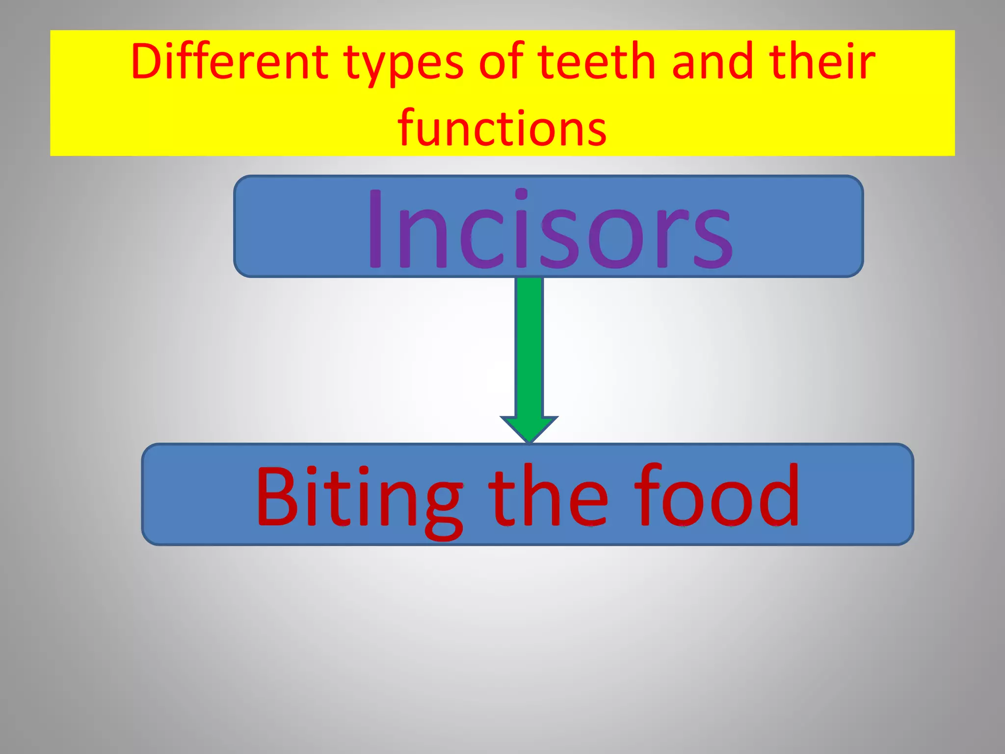 Different types of teeth and their functions | PPTX