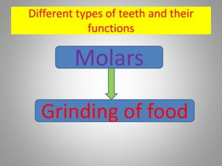Different types of teeth and their functions | PPTX