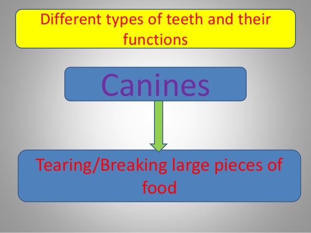 Different types of teeth and their functions