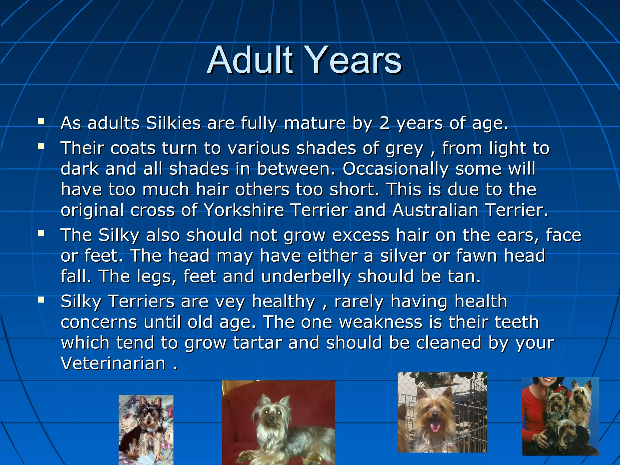 Different ages of Silky Terriers | PPT | Veterinary Medicine | Pets