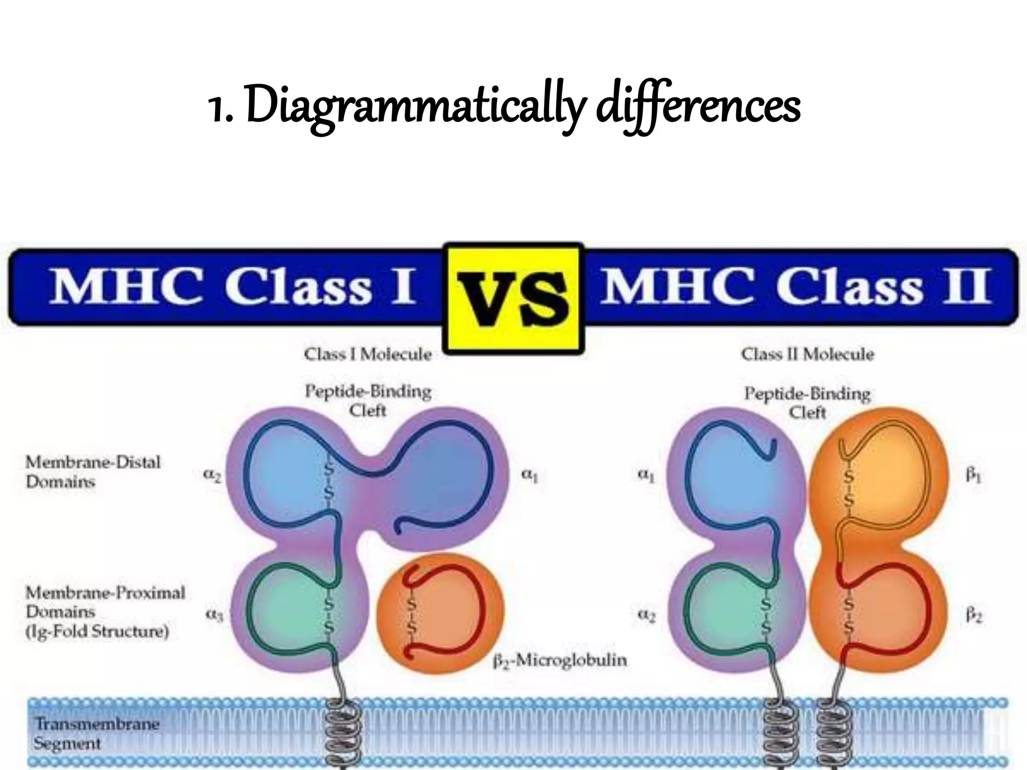 Different between mhc class 1 and mhc class | PPTX