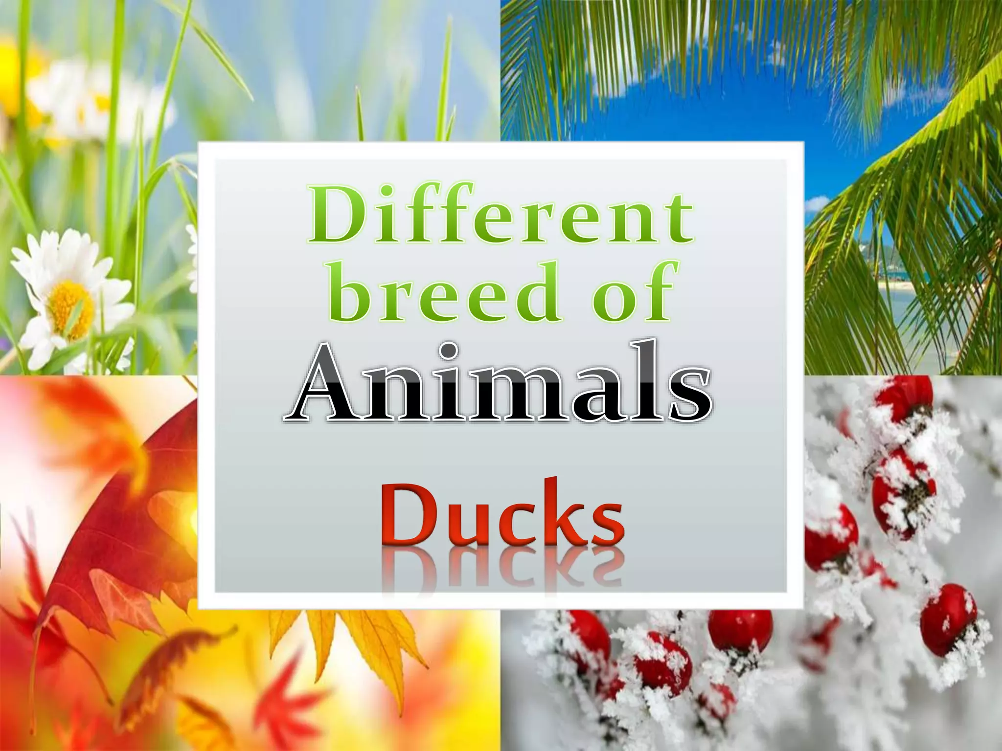 Different breed of animals | PPTX