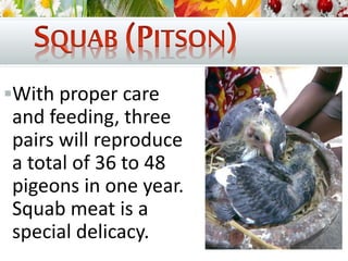 Different breed of animals | PPT