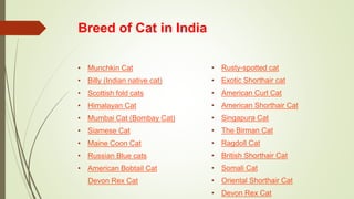 Different Breed of Cat in India | PPTX