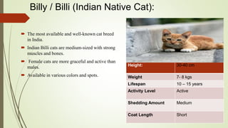 Different Breed of Cat in India | PPTX