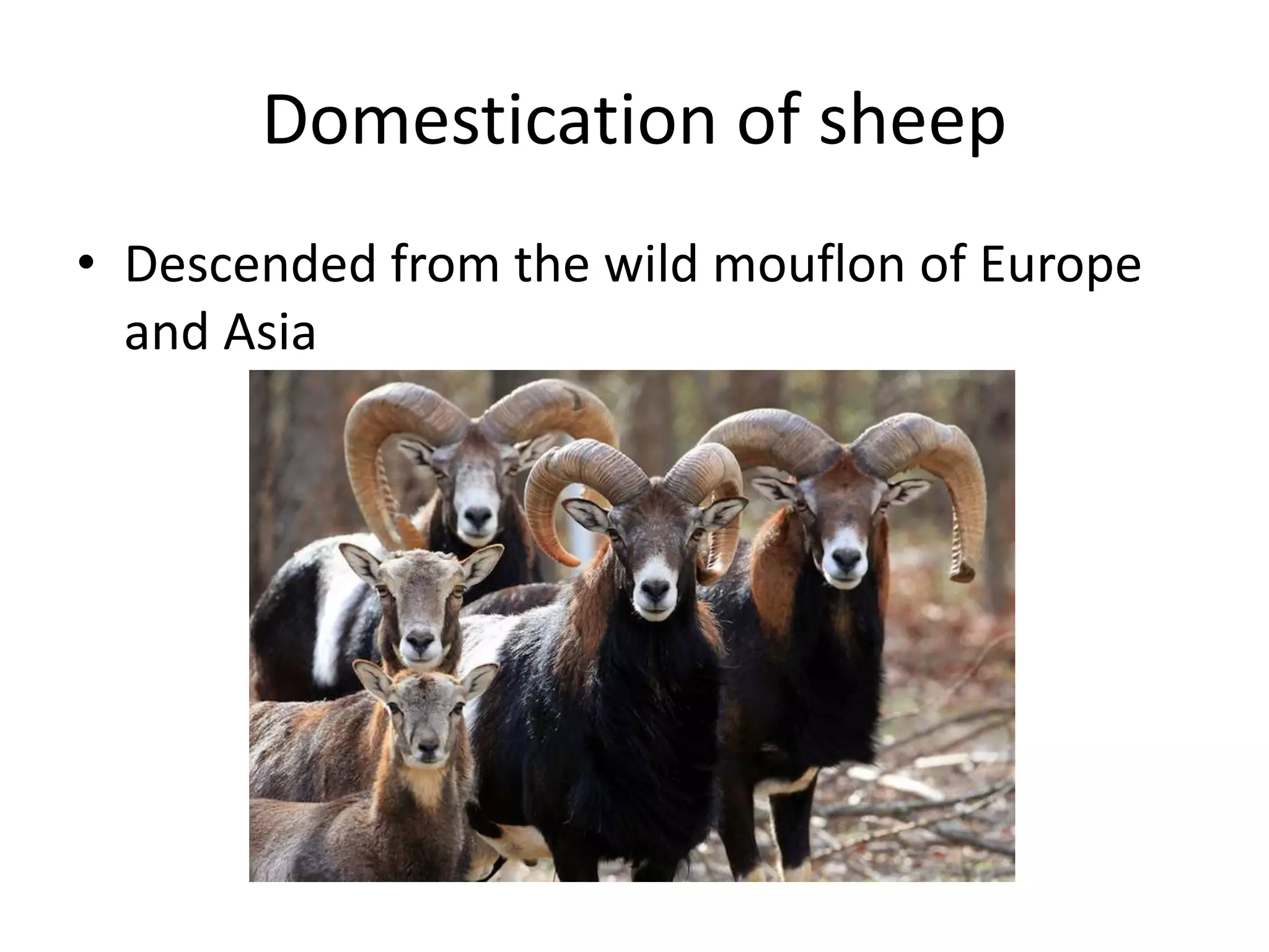 Different breeds of sheep and their characteristics | PPTX