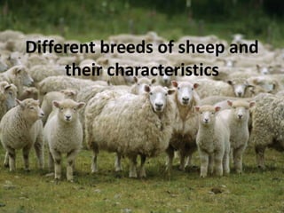 Different breeds of sheep and their characteristics | PPTX