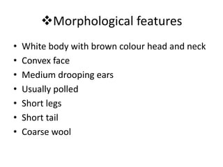 Different breeds of sheep and their characteristics | PPTX