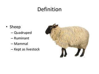 Different breeds of sheep and their characteristics | PPTX