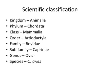 Different breeds of sheep and their characteristics | PPTX