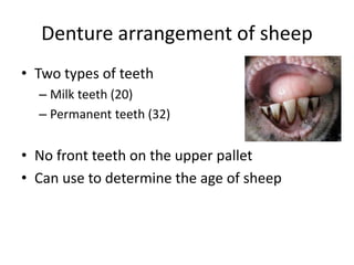 Different breeds of sheep and their characteristics | PPTX