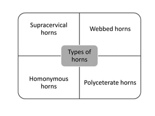 Different breeds of sheep and their characteristics | PPTX
