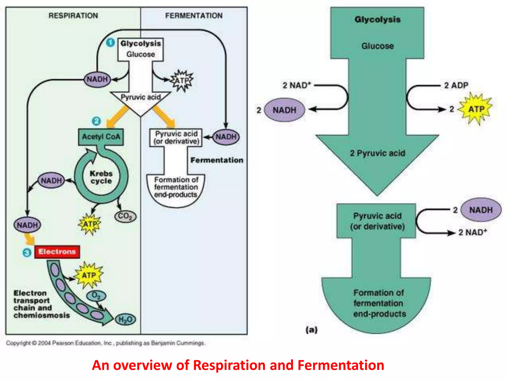 Different carbohydrate metabolism pathways by microbes | PPTX