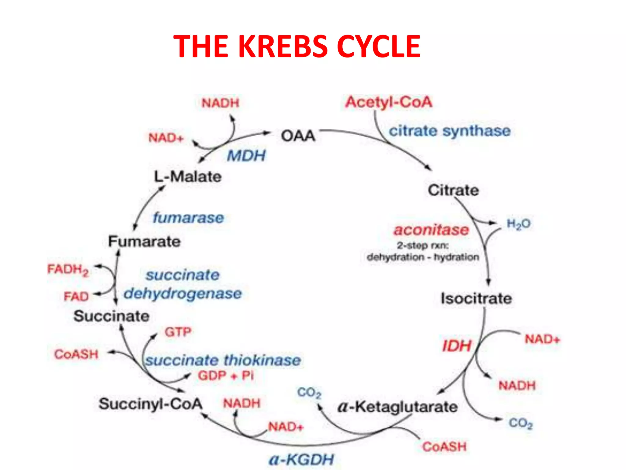 Different carbohydrate metabolism pathways by microbes | PPTX
