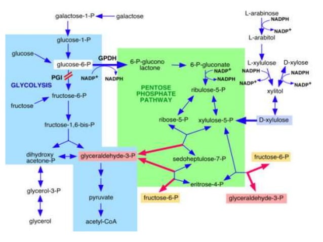 Different carbohydrate metabolism pathways by microbes | PPT
