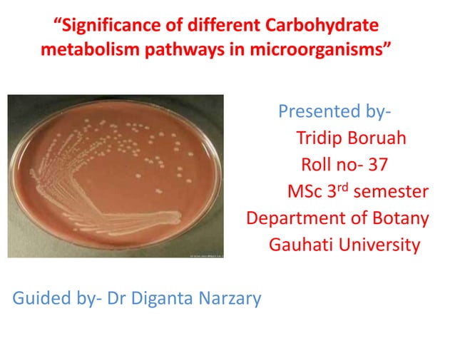 Different carbohydrate metabolism pathways by microbes | PPT
