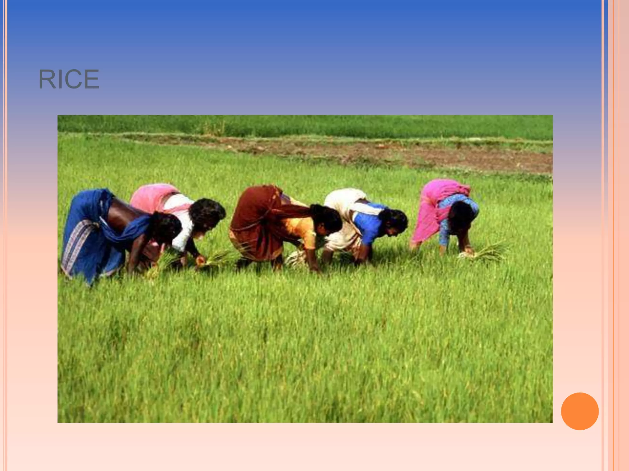 Different classifications of field crops.agronomy | PPTX