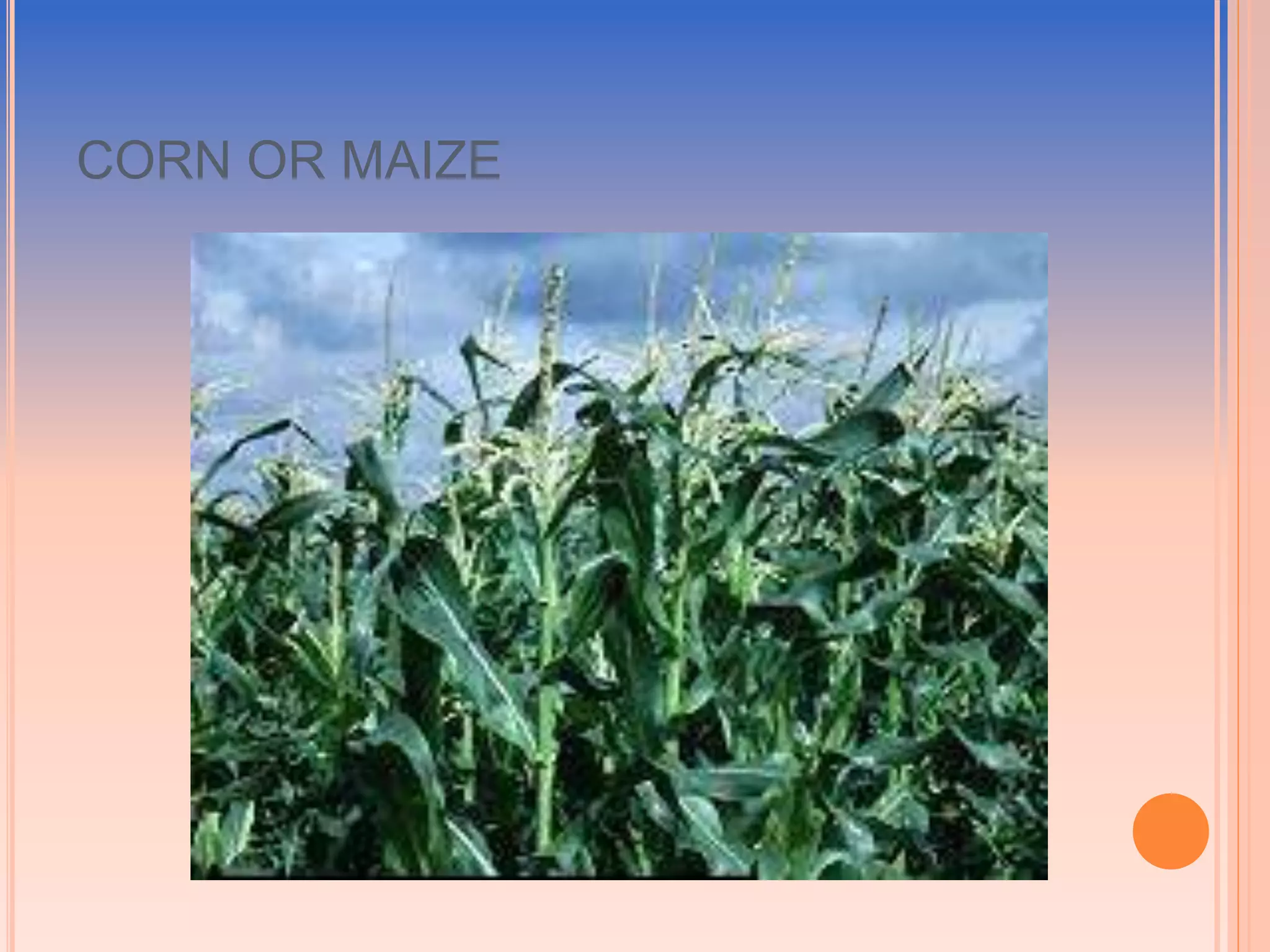 Different classifications of field crops.agronomy | PPTX