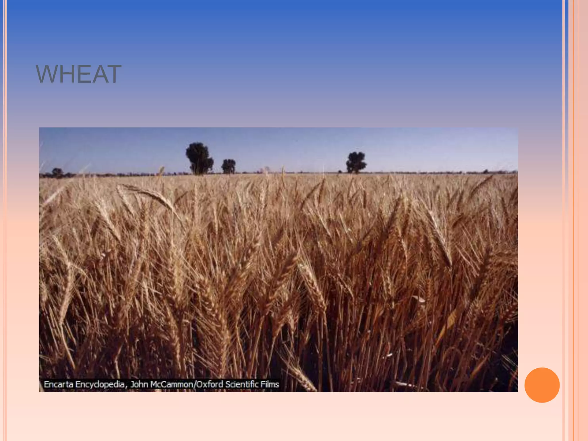 Different classifications of field crops.agronomy | PPTX