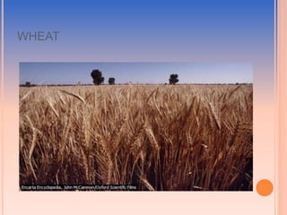 Different classifications of field crops.agronomy | PPT