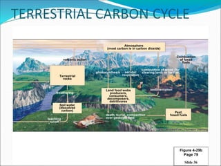 Different BIO - GEO cycle of eco system | PPTX