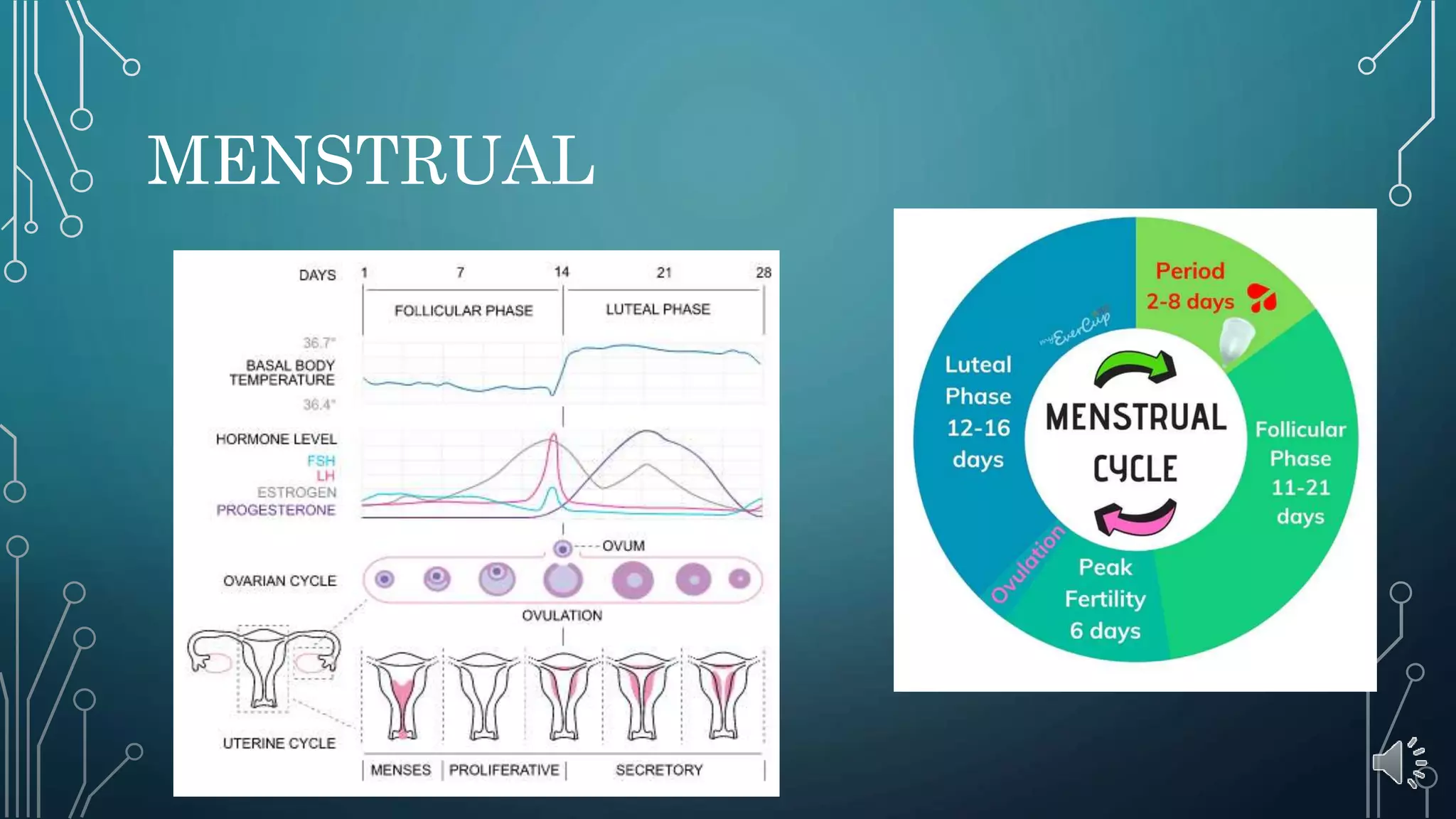 Different cycles of body.pptx