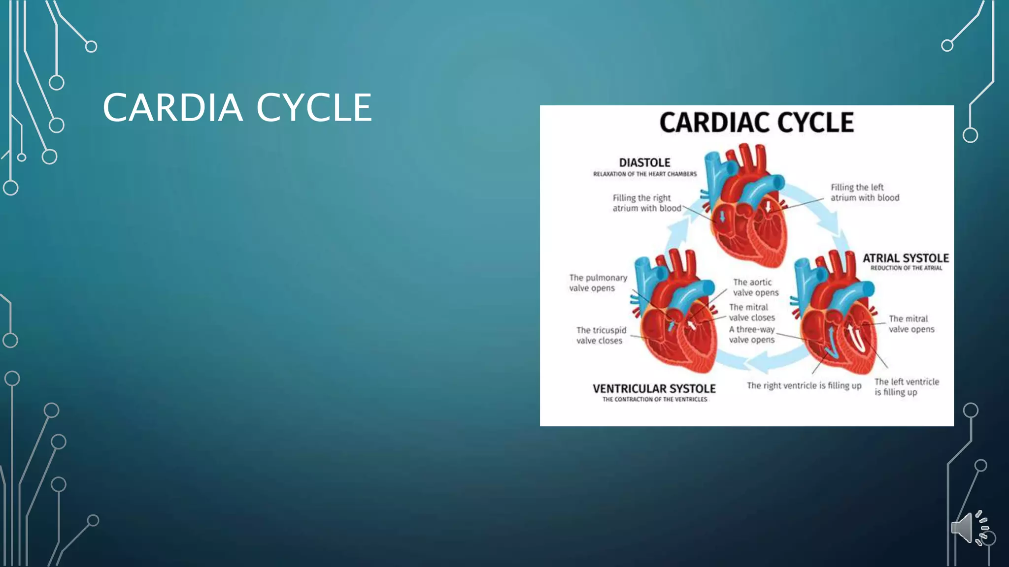 Different cycles of body.pptx