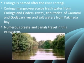 Different ecosystems | PPT