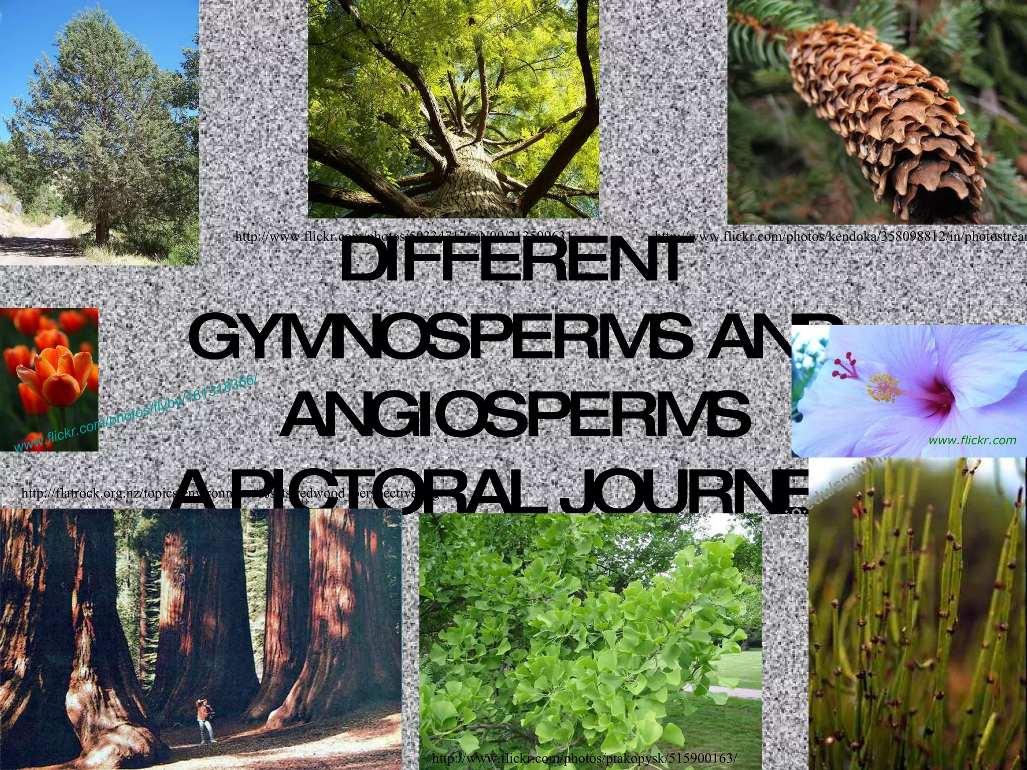 Different gymnosperms and angiosperms | PPT