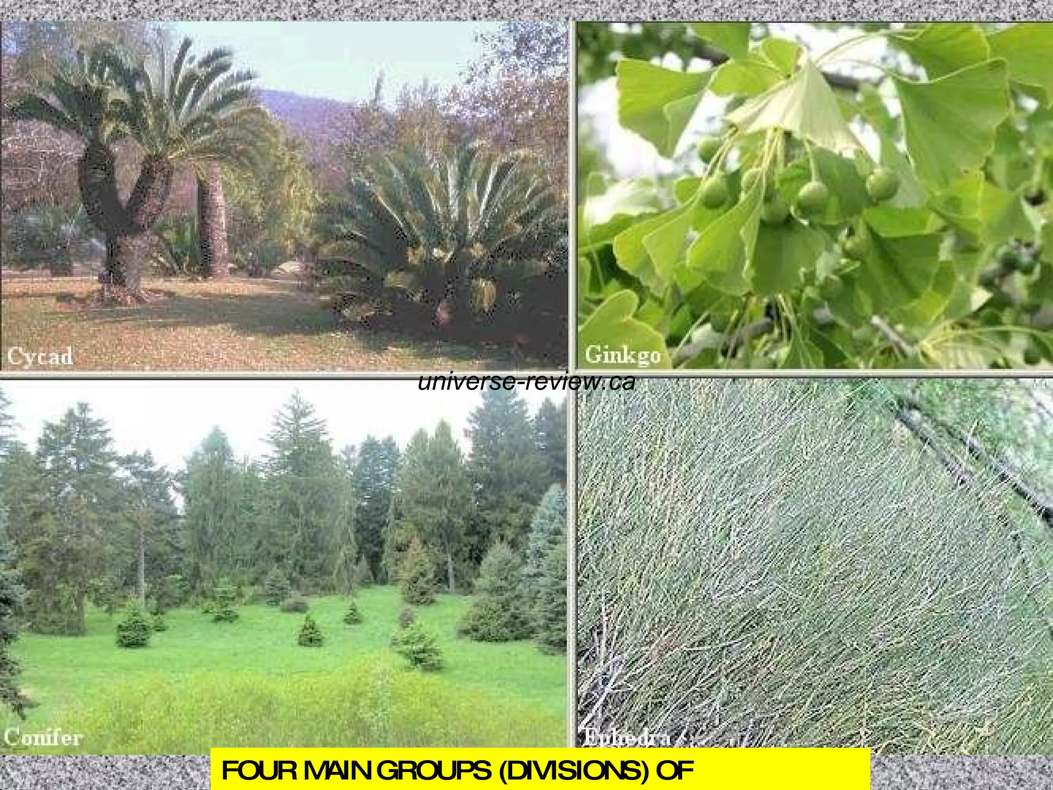 Different gymnosperms and angiosperms | PPT