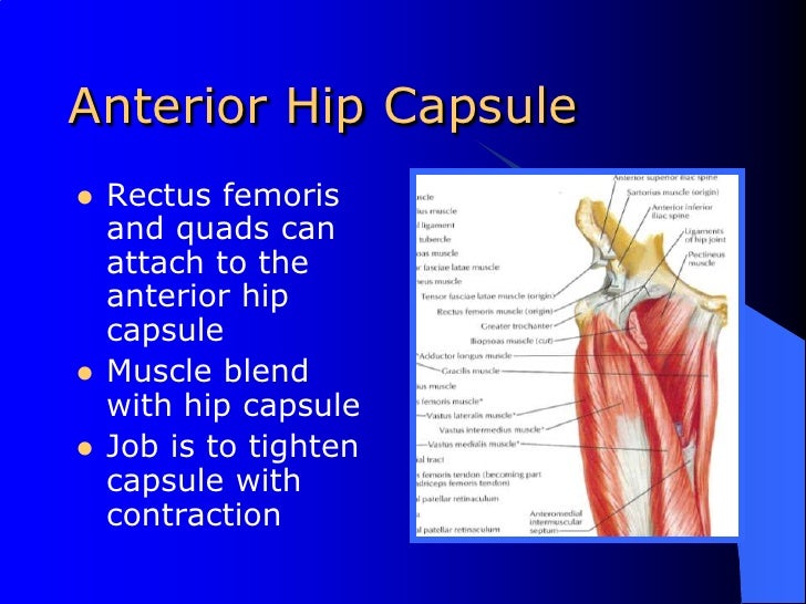 Differential Diagnosis Of The Hip2010