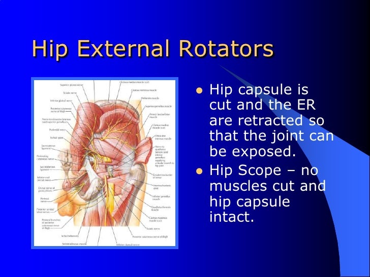 Differential Diagnosis Of The Hip2010