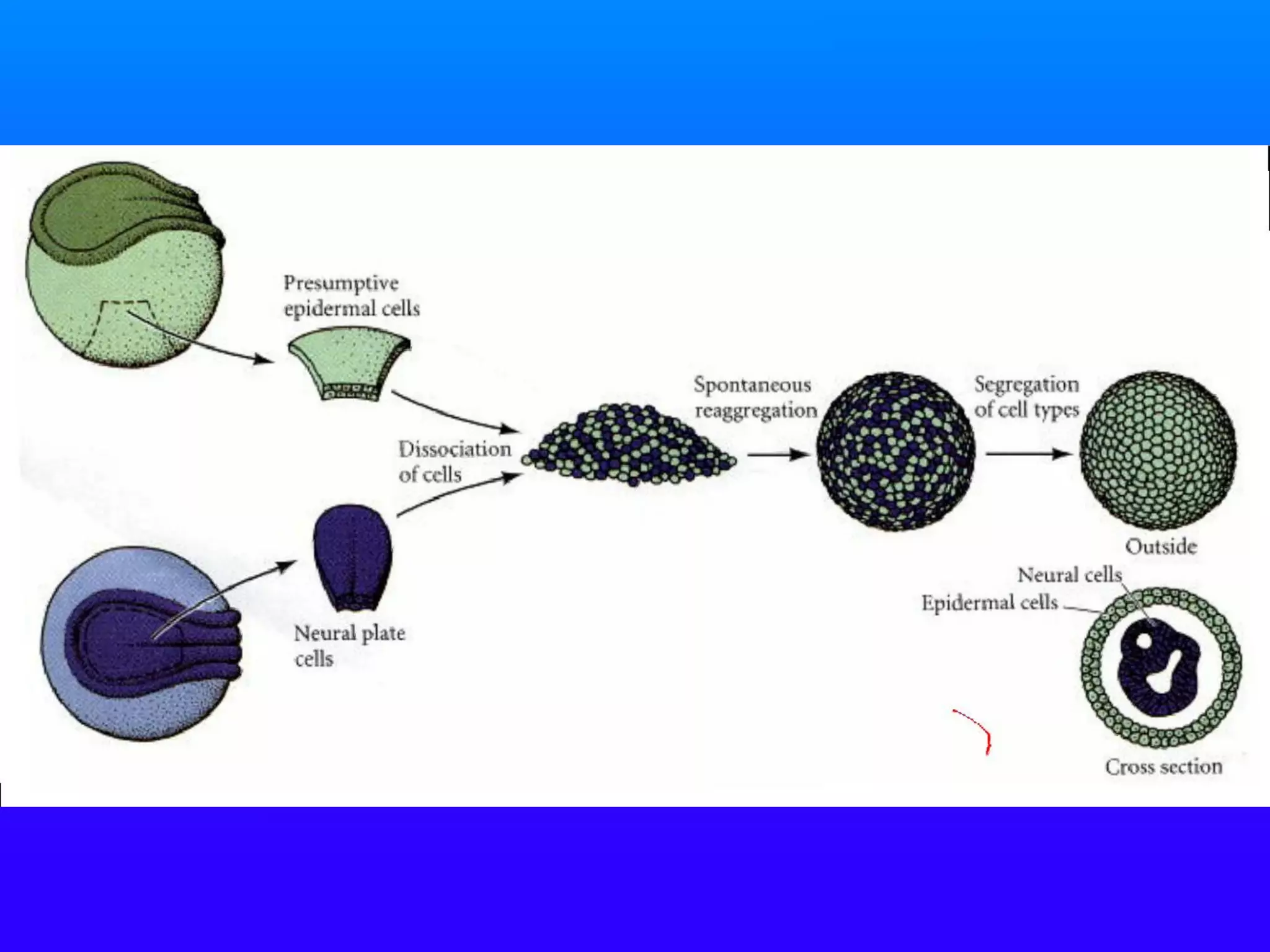 Differential cell affinity | PDF
