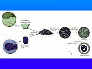 Differential cell affinity | PDF