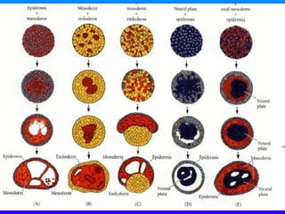 Differential cell affinity | PDF