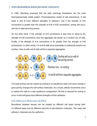 Differential Cell Affinity & Cell Adhesion Molecules | PDF