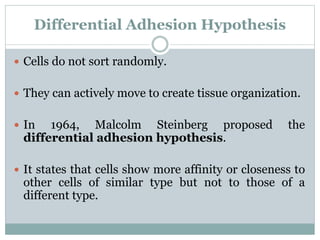 Differential Cell Affinity | PDF