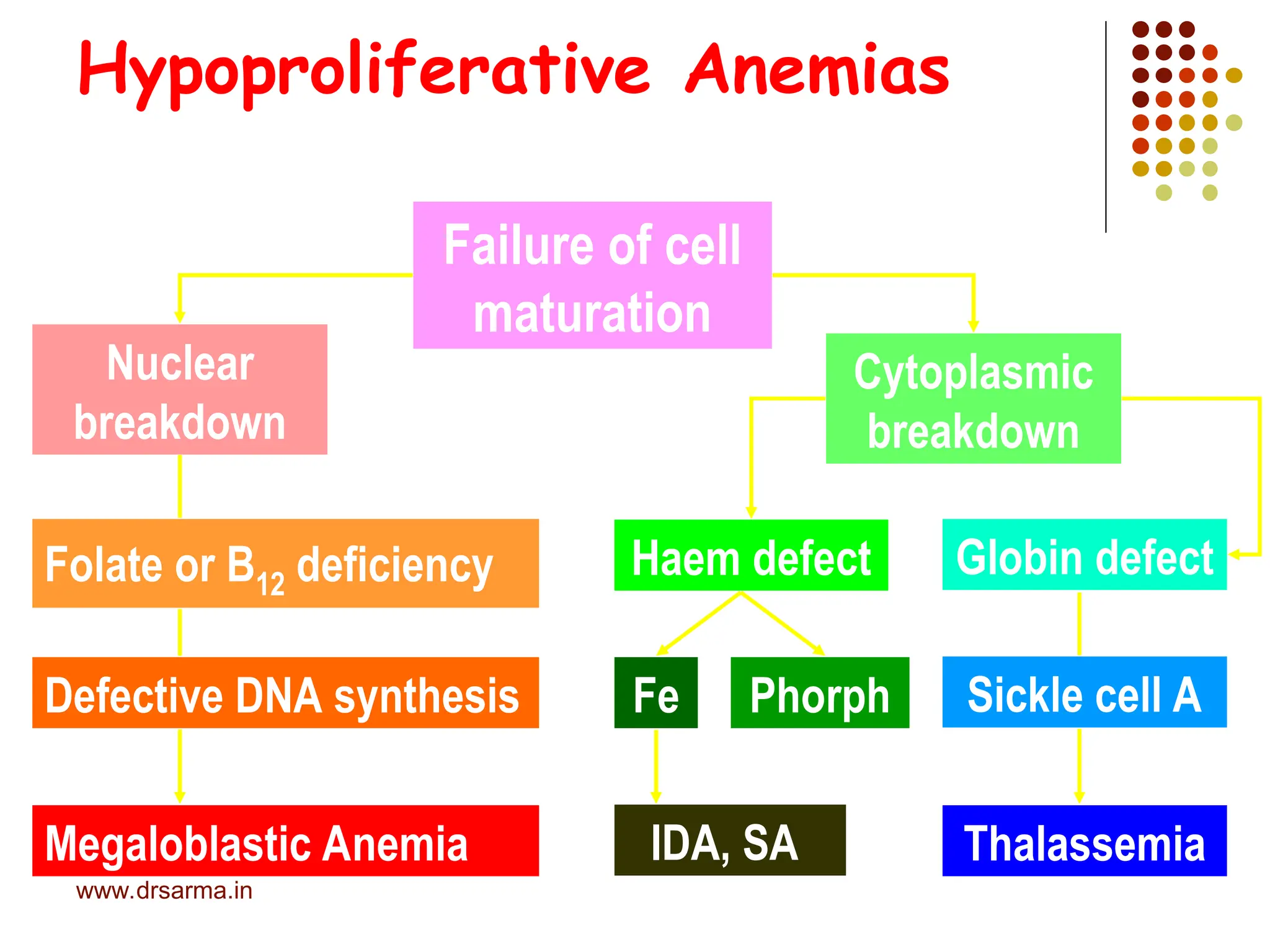 Differential diagnosis of hypochromic anemia.ppt