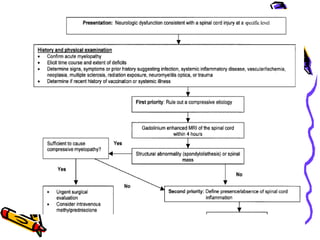 Differential diagnosis of LETM in adults | PPT