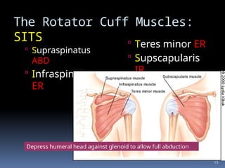 Differential diagnosis of shoulder region-1.pptx