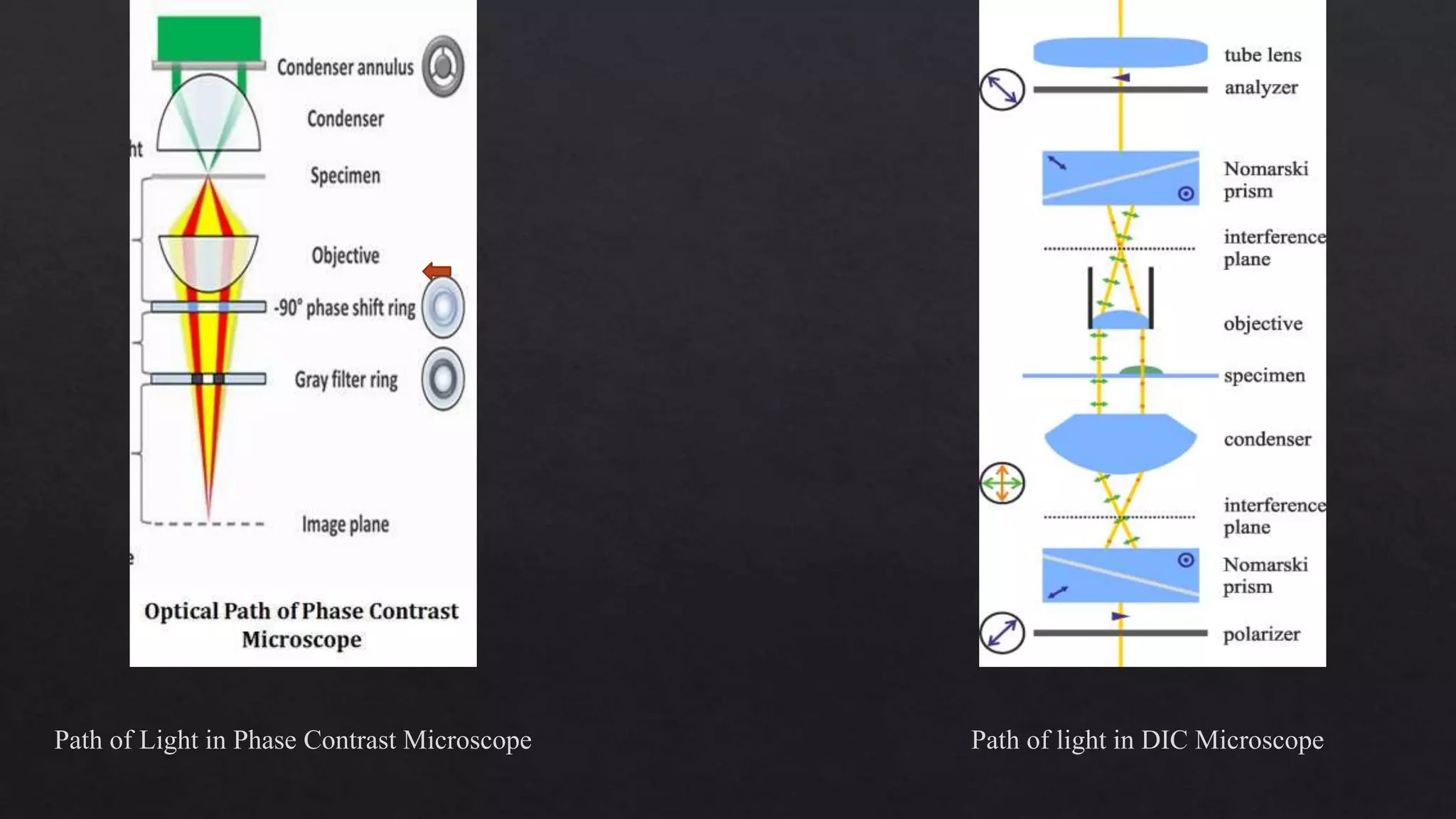 Differential Interference Contrast Microscope.pptx