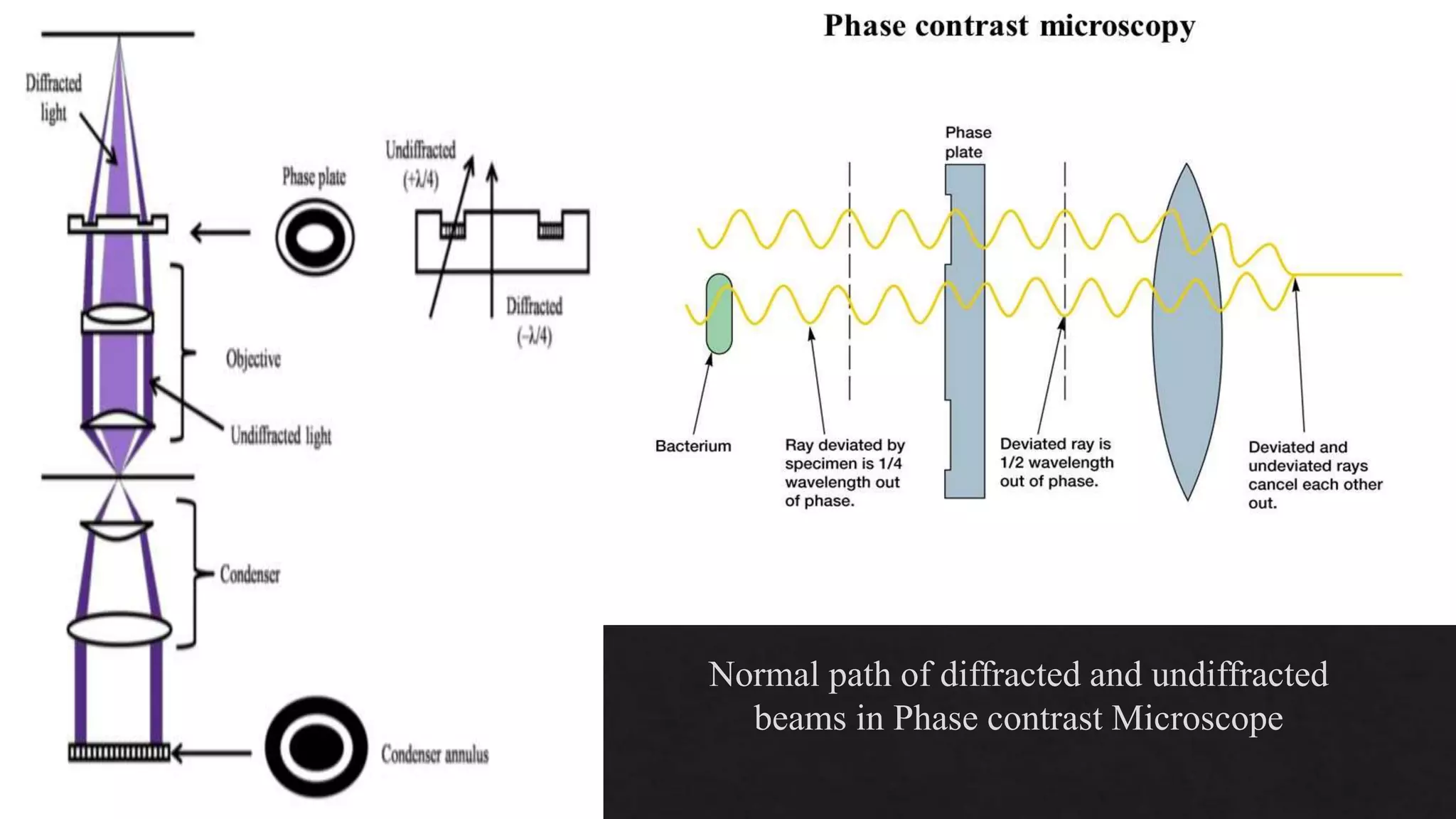 Differential Interference Contrast Microscope.pptx
