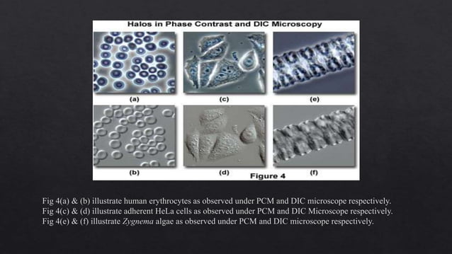 Differential Interference Contrast Microscope.pptx