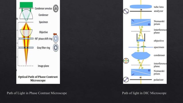 Differential Interference Contrast Microscope.pptx