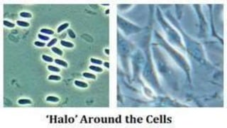 Differential Interference Contrast Microscope.pptx